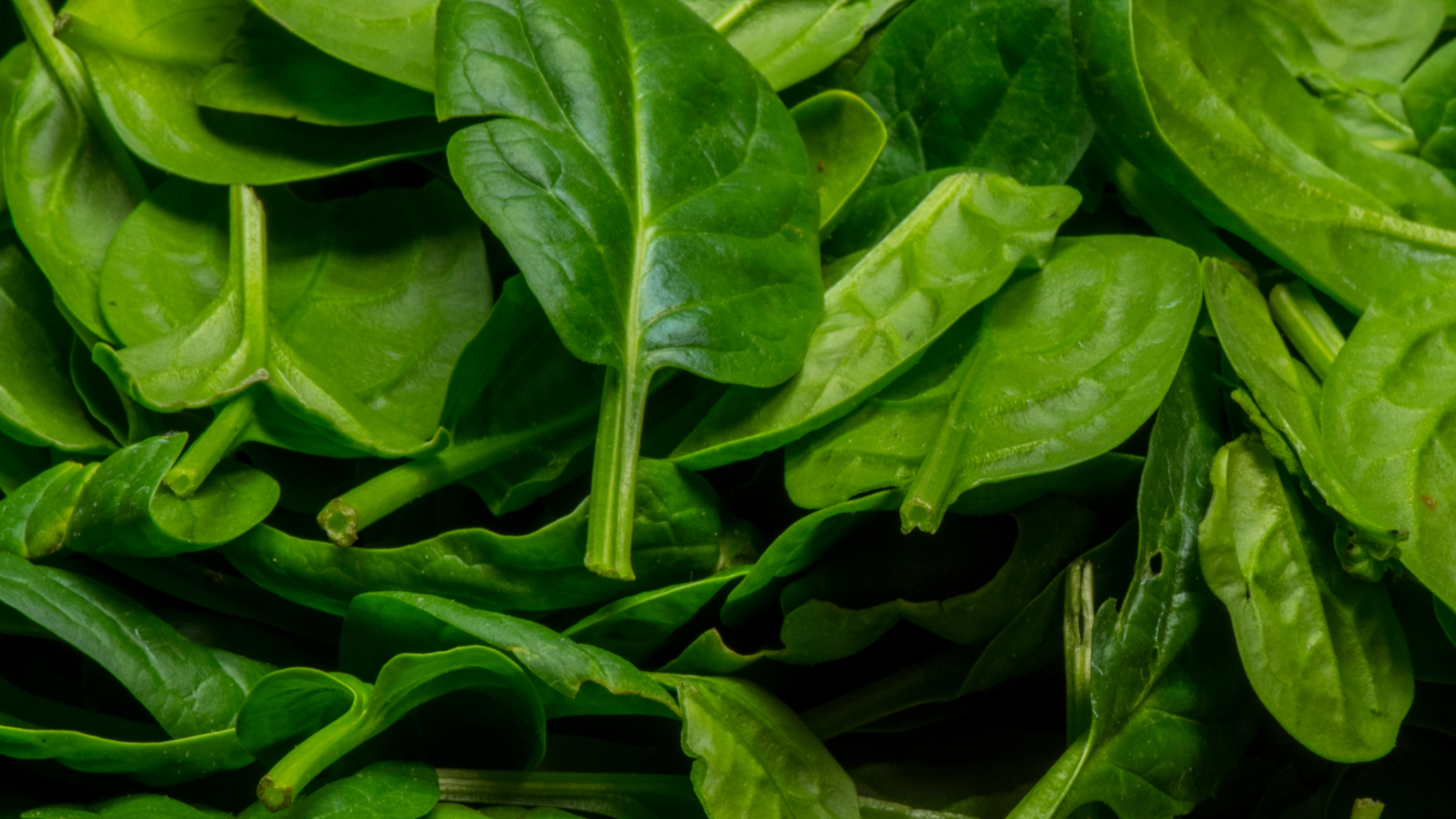 Ultra Running Nutrition: Fueling for Endurance and Recovery